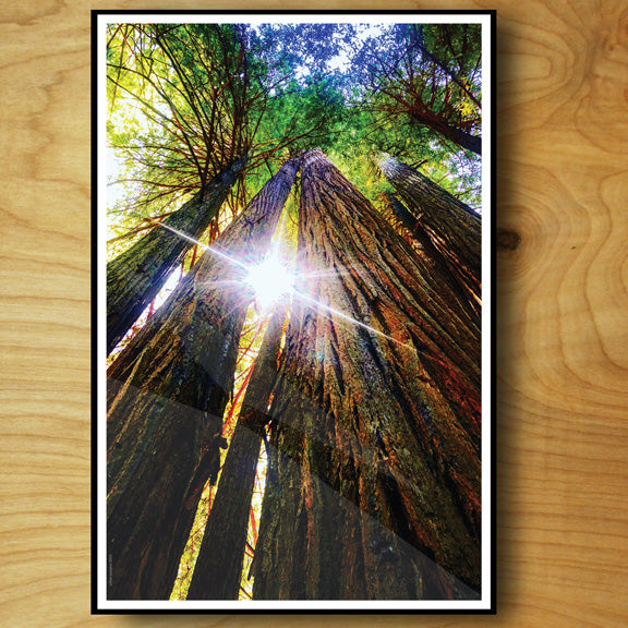 "TREES" NEW DESIGN 11x17 Poster – Urban Octopus